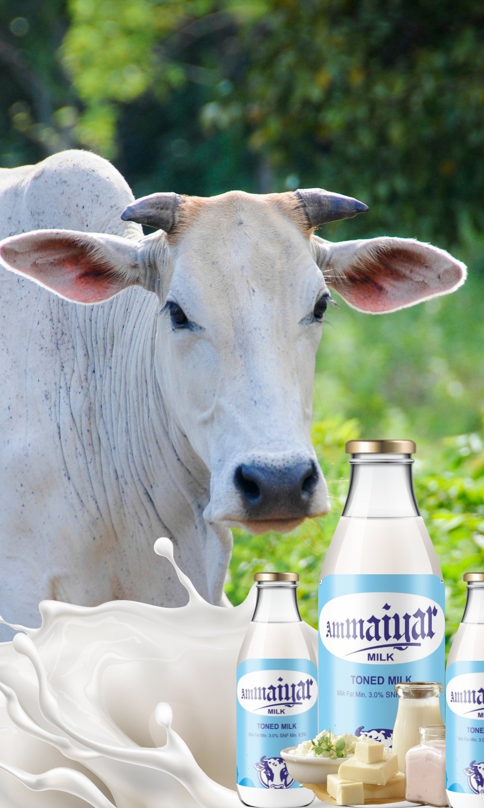 Ammaiyar Milk Dairy